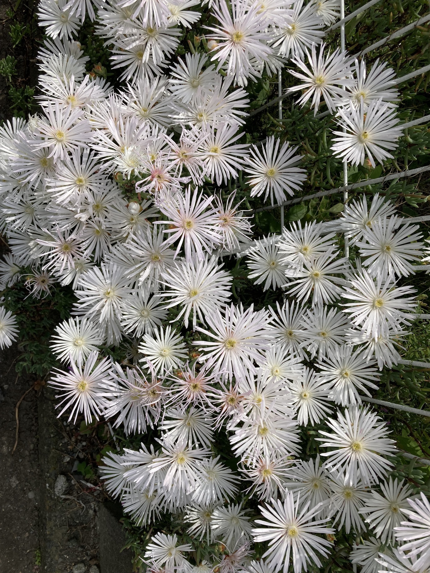 日牟禮八幡宮: よしあき・ギャラリー