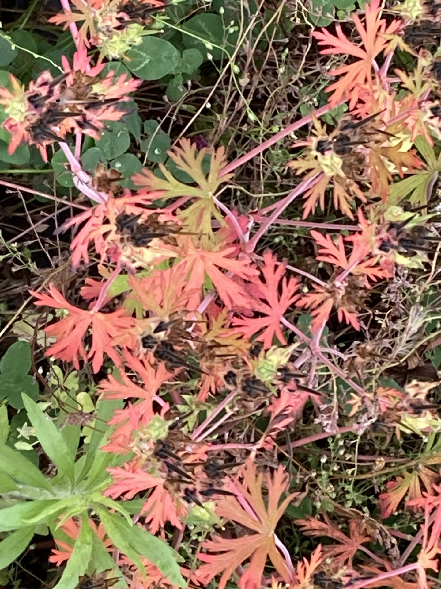 カエルのダンス: よしあき・ギャラリー