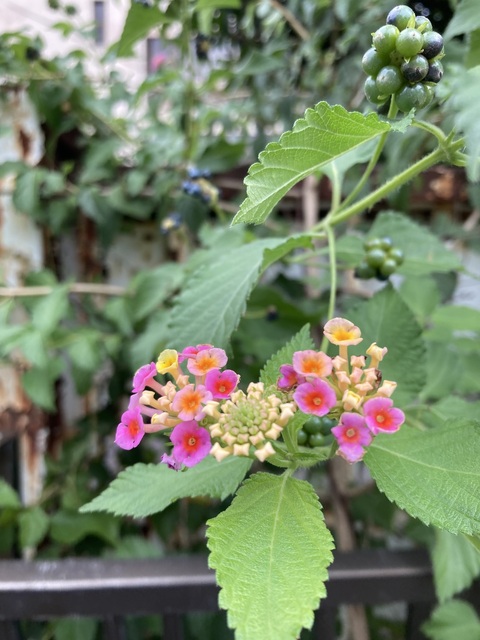 湖東三山・西明寺、三重塔: よしあき・ギャラリー